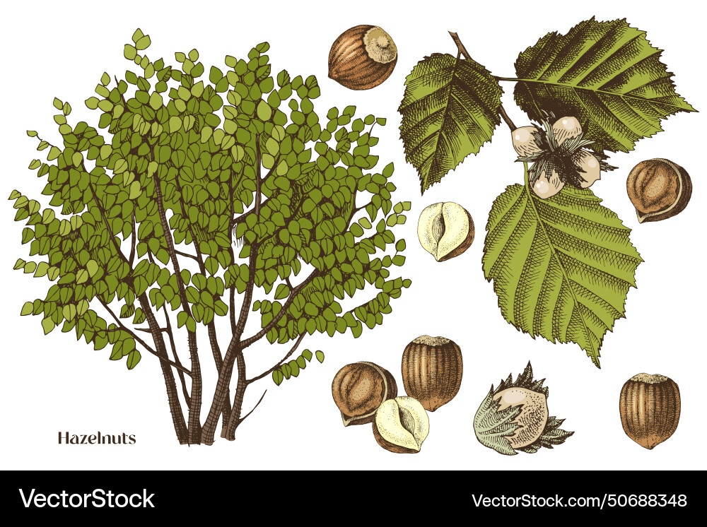 Hand drawn hazelnuts set Royalty Free Vector Image