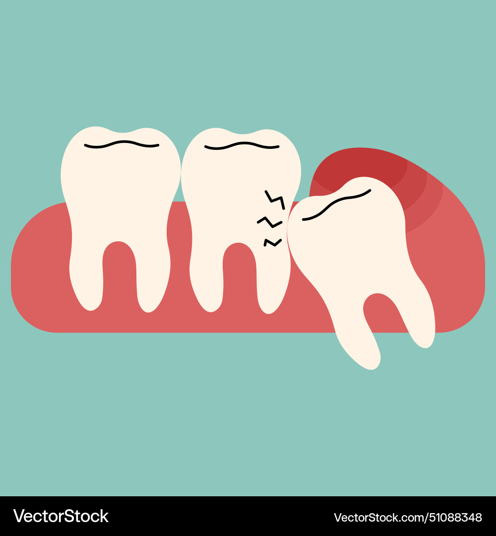 Wisdom teeth single 2 Royalty Free Vector Image