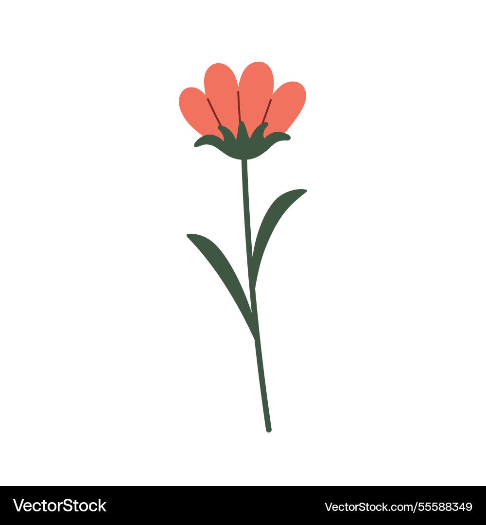 Red flower poppy isolated on white background Vector Image