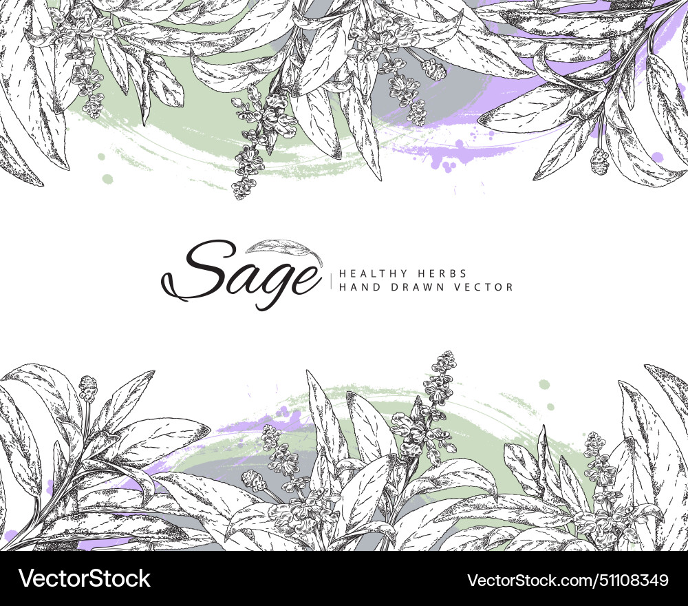 Sage flowers and leaves seamless pattern border Vector Image