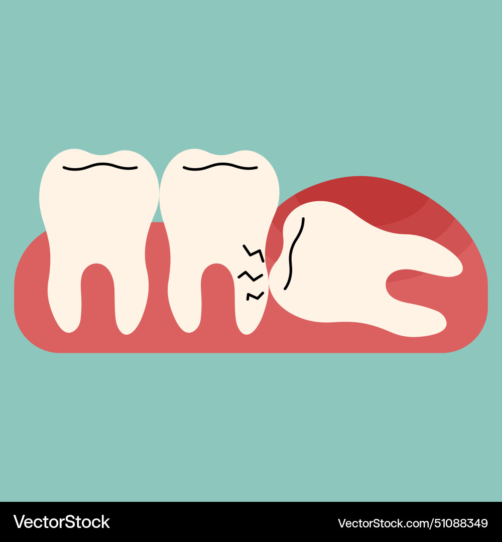 Wisdom teeth single 3 Royalty Free Vector Image