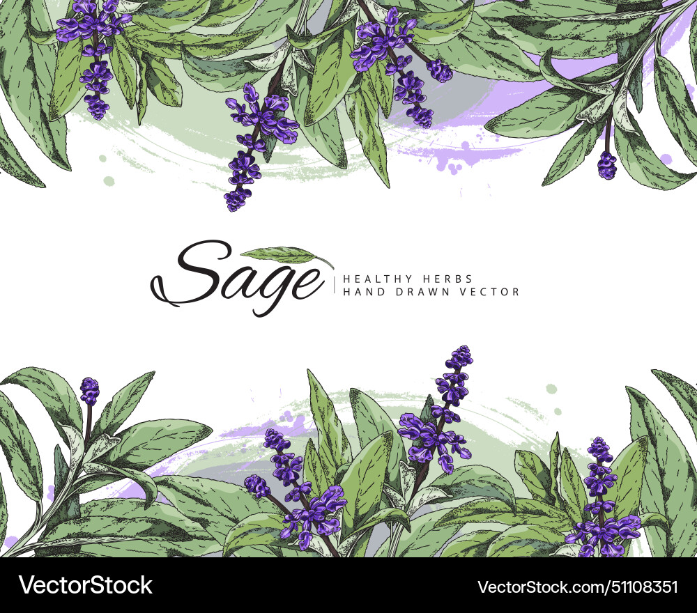 Botanical sage horizontal border background Vector Image