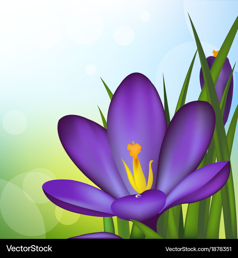 Crocus Royalty Free Vector Image - VectorStock