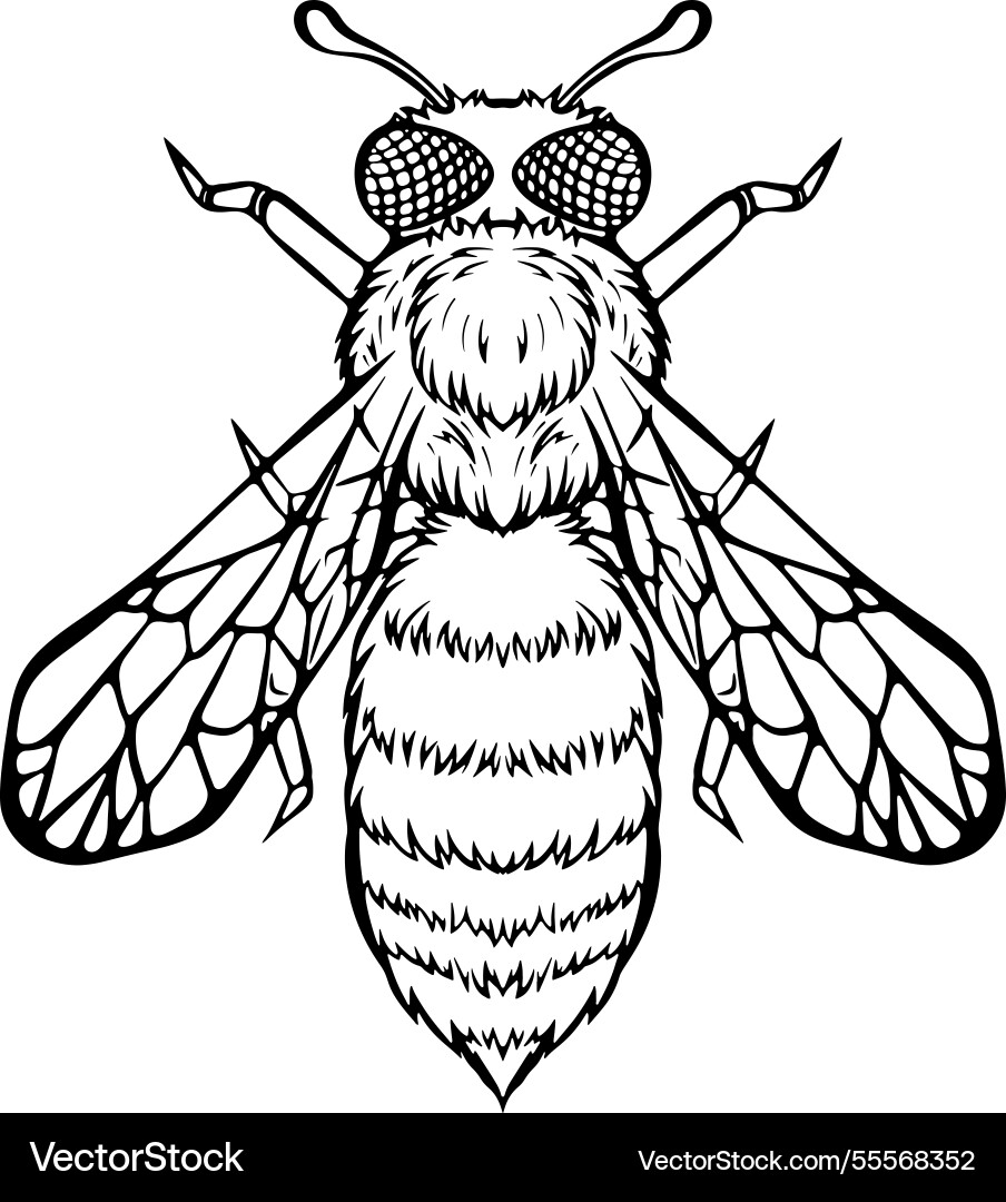 Bee top view line art Royalty Free Vector Image