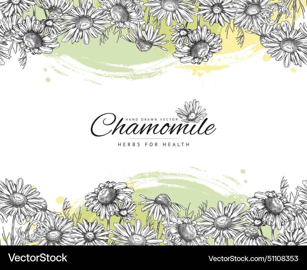 Banner with chamomile horizontal border Royalty Free Vector