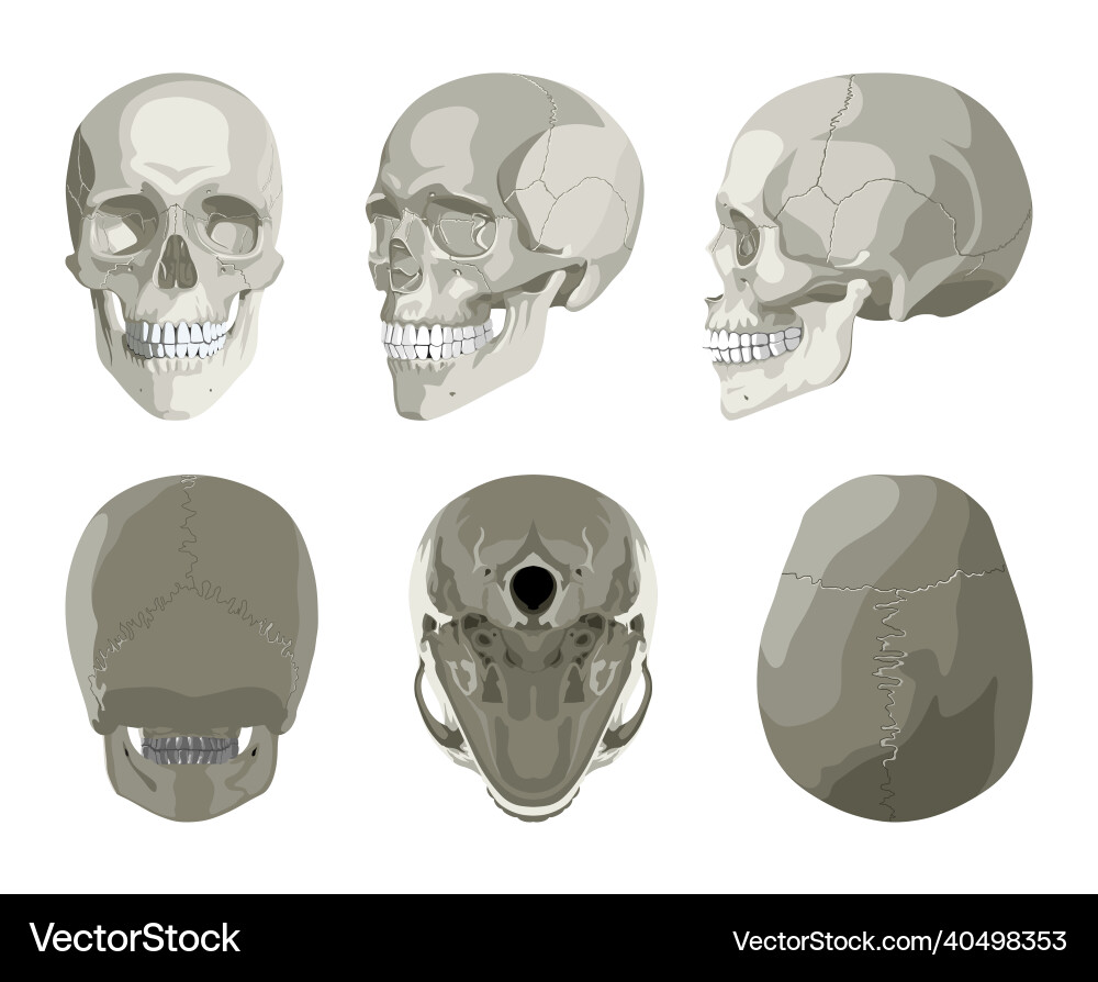 Cheekbone Vector Images (over 270)