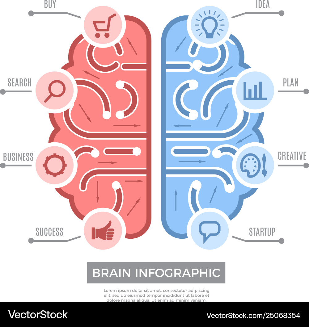 Brain infographic conceptual thinking learning Vector Image