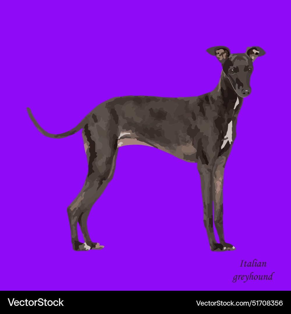 Pet animal greyhound - isolated Royalty Free Vector Image
