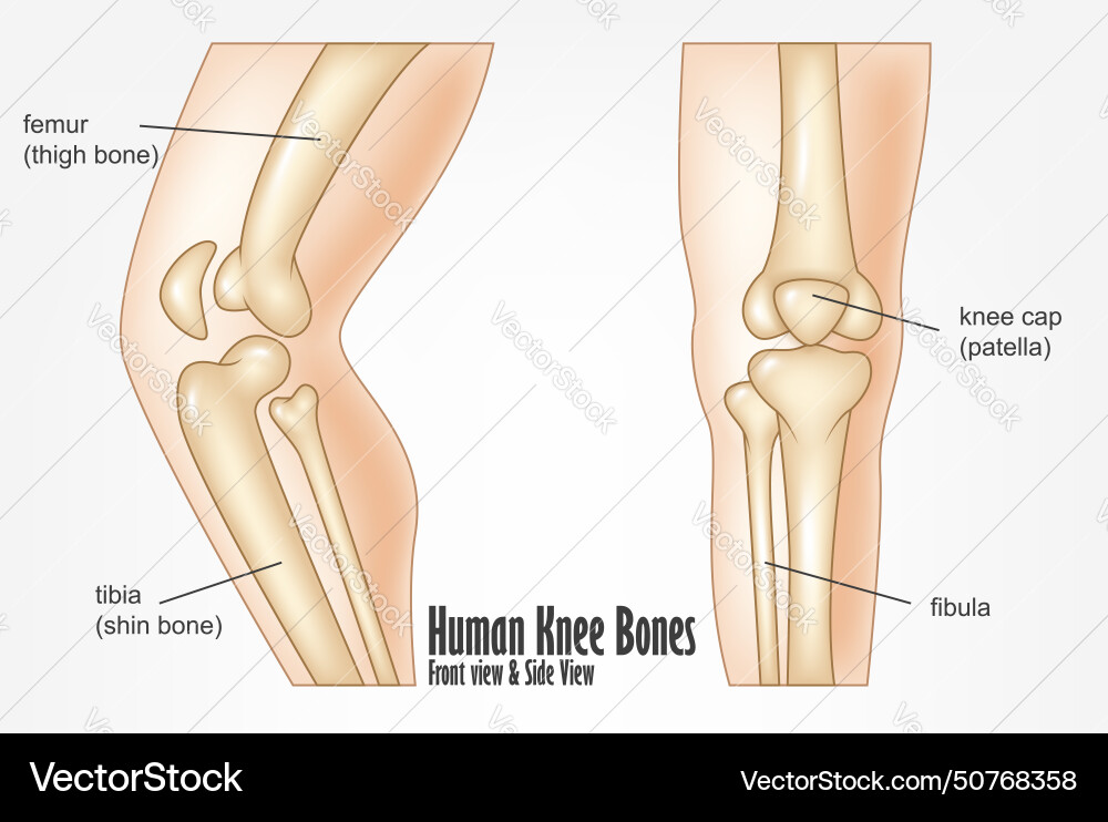 Human knee bones front and side view anatomy Vector Image