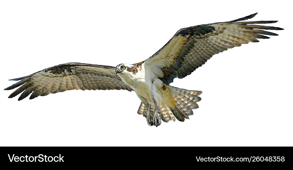 Osprey hawk winged flying on white Royalty Free Vector Image