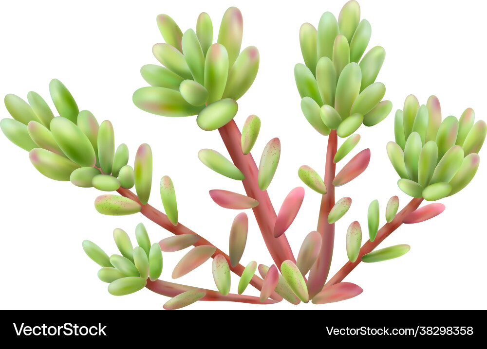 Realistic succulent Royalty Free Vector Image - VectorStock