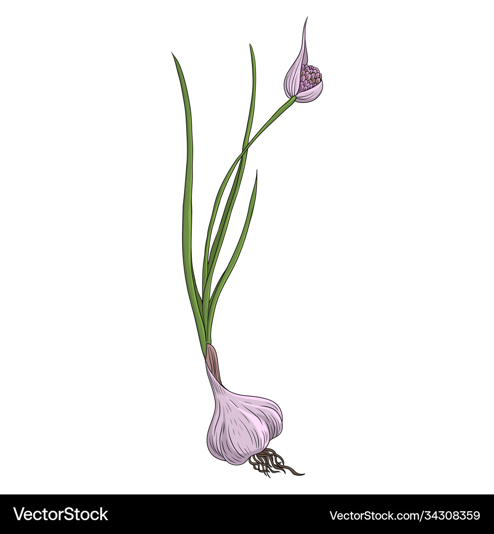 Garlic Plant Drawing How To Draw Garlic | Plants Vs Zombies 2