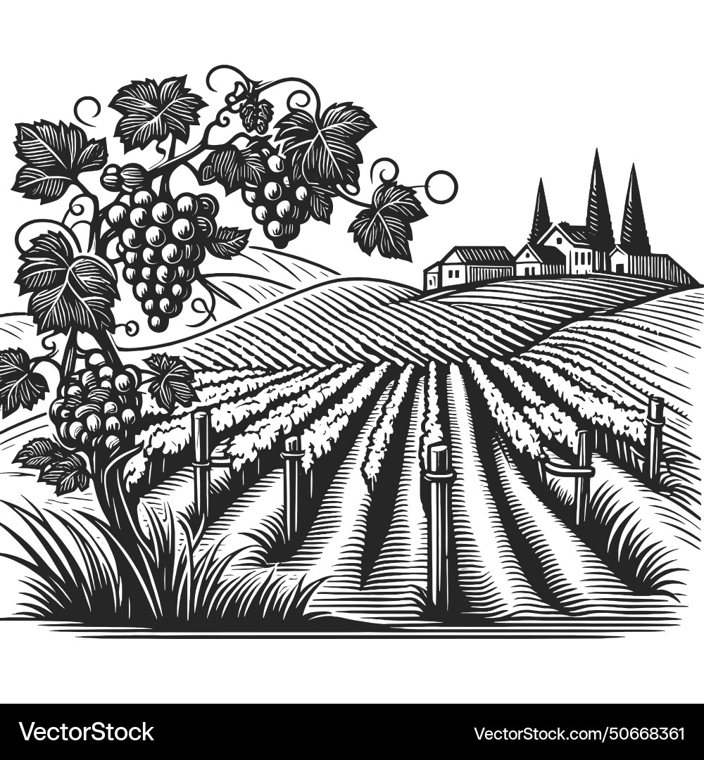 Vineyard landscape with grape clusters Royalty Free Vector