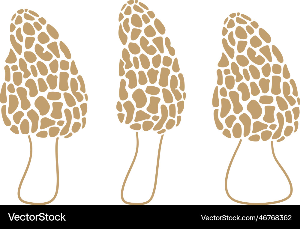 Morel Royalty Free Vector Image - VectorStock