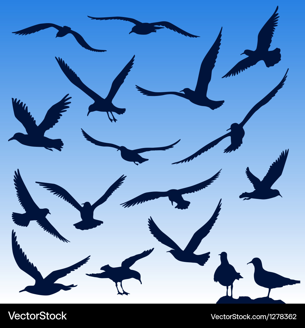 Seagulls Royalty Free Vector Image - VectorStock