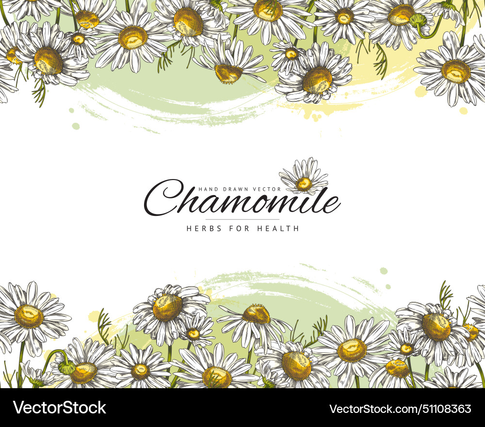 Banner with chamomile seamless border Royalty Free Vector