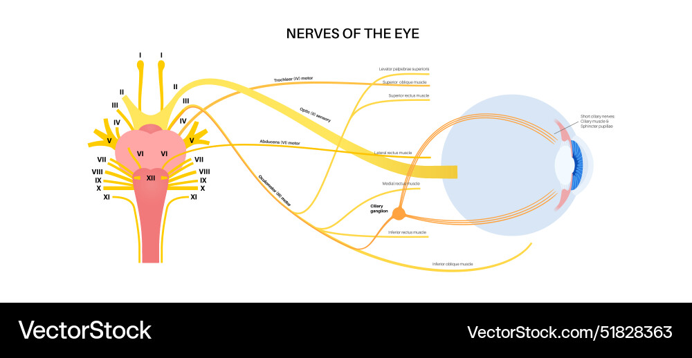 Motor nerves of the eye Royalty Free Vector Image