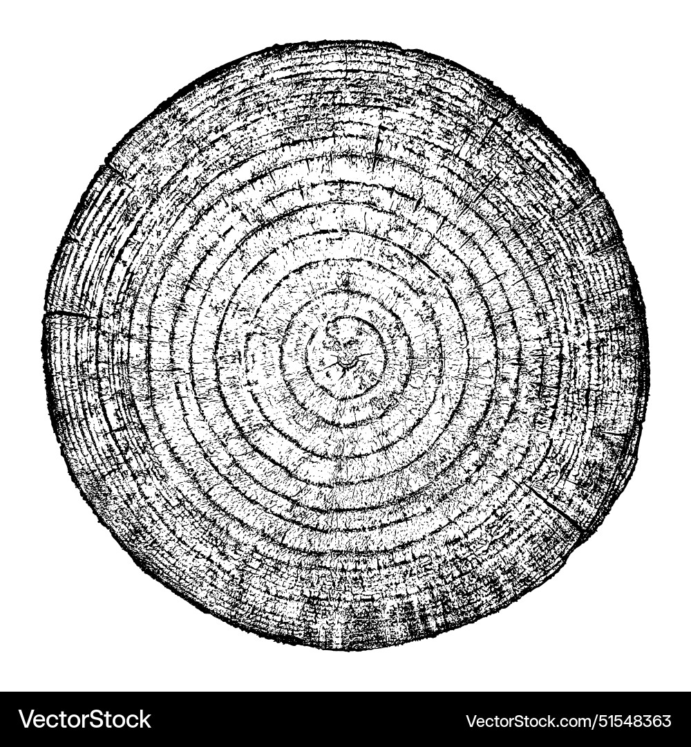 Wood texture cross section of tree rings Vector Image