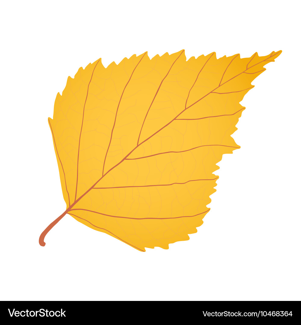 Yellow gold birch leaf as autumn symbol Royalty Free Vector