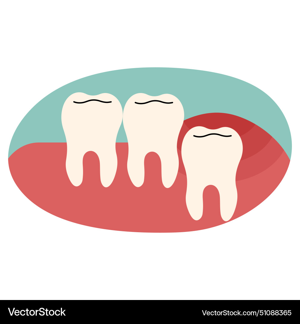 Wisdom teeth single 4 Royalty Free Vector Image