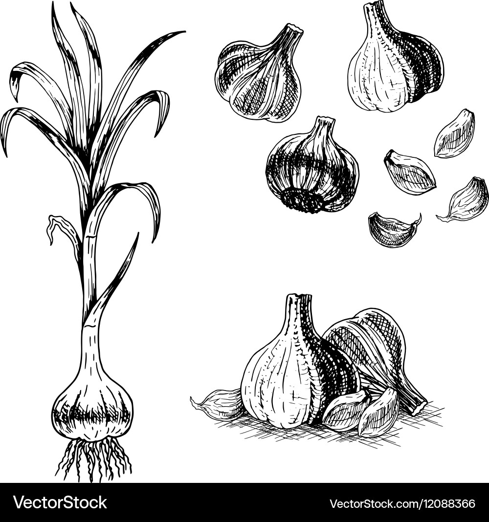 Hand drawn set of garlic sketch Royalty Free Vector Image