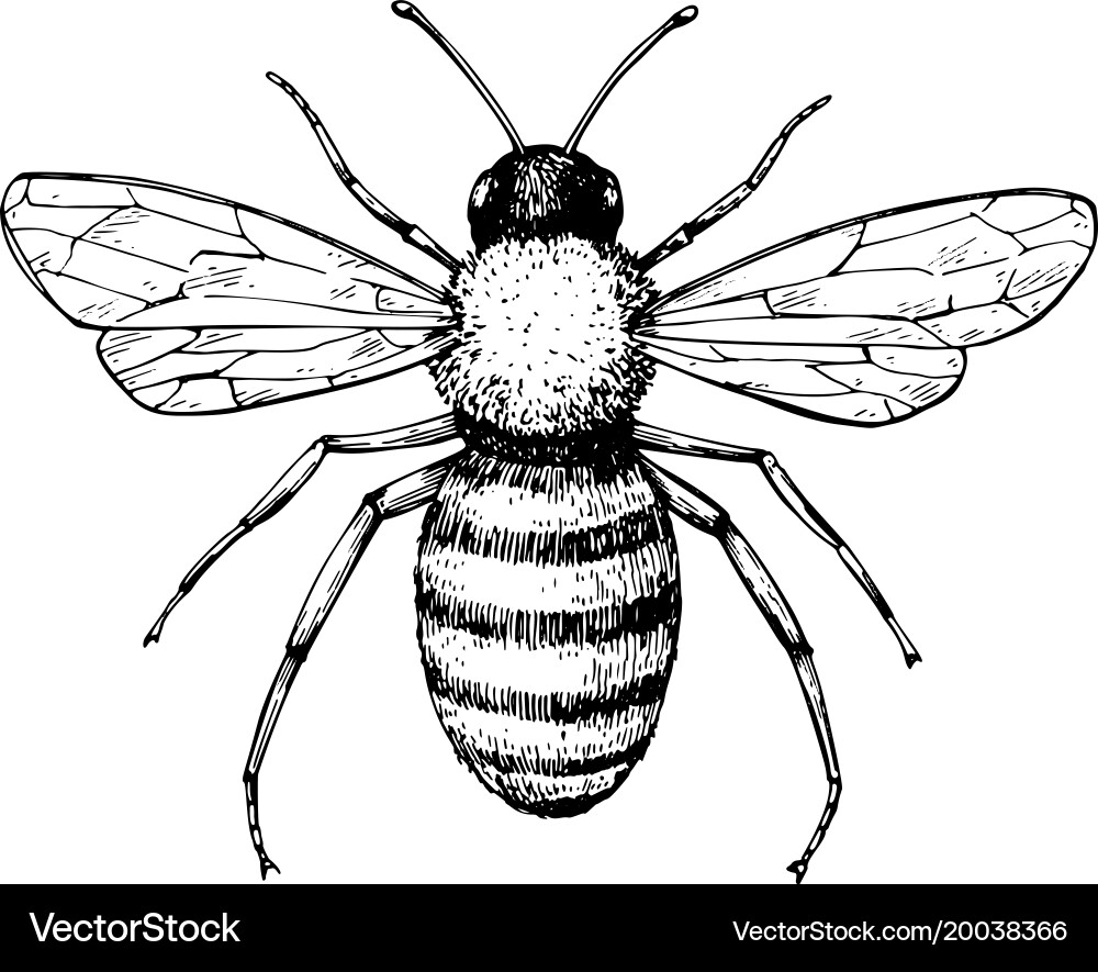 Bee Line Drawing Vector Images (over 6,900)