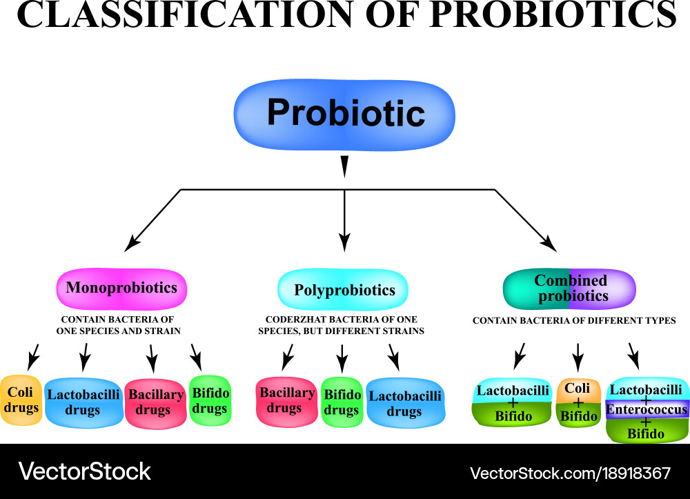 Classification of probiotics infographics Vector Image