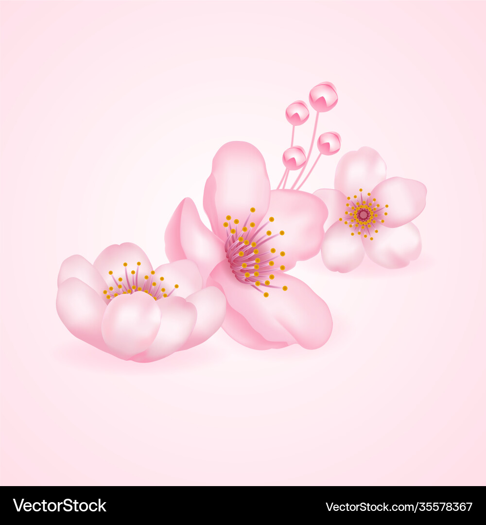 Pink cherry blossom sakura Royalty Free Vector Image