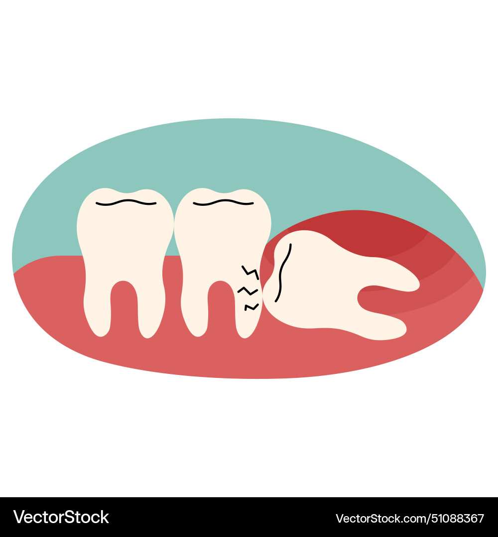 Wisdom teeth single 6 Royalty Free Vector Image