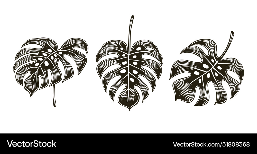 Monstera leaf line art set Royalty Free Vector Image