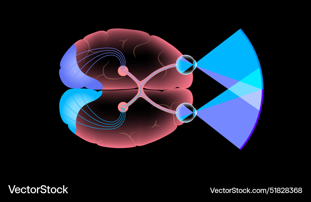Optic nerve anatomy Royalty Free Vector Image - VectorStock