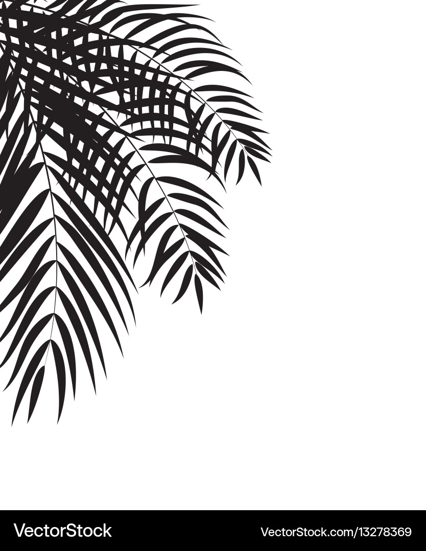 Beautiful palm tree leaf silhouette background Vector Image