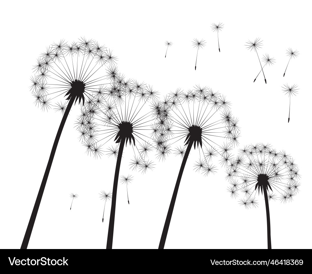 Shape of dandelion outline Royalty Free Vector Image
