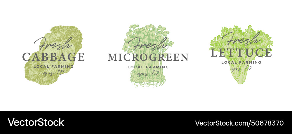 Cabbage lettuce microgreens engraved emblems Vector Image