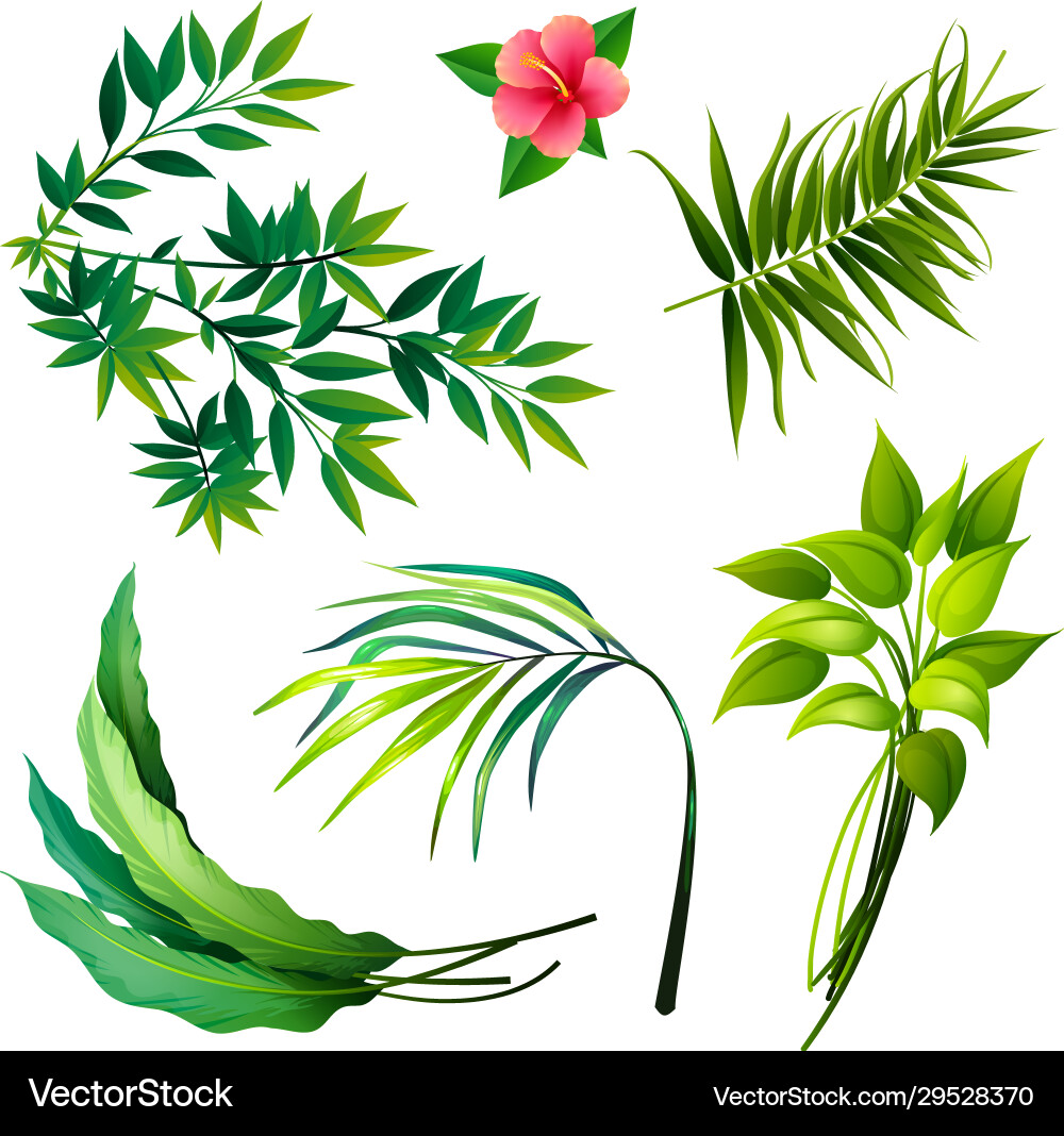 Set tropical leaves icons isolated on white Vector Image
