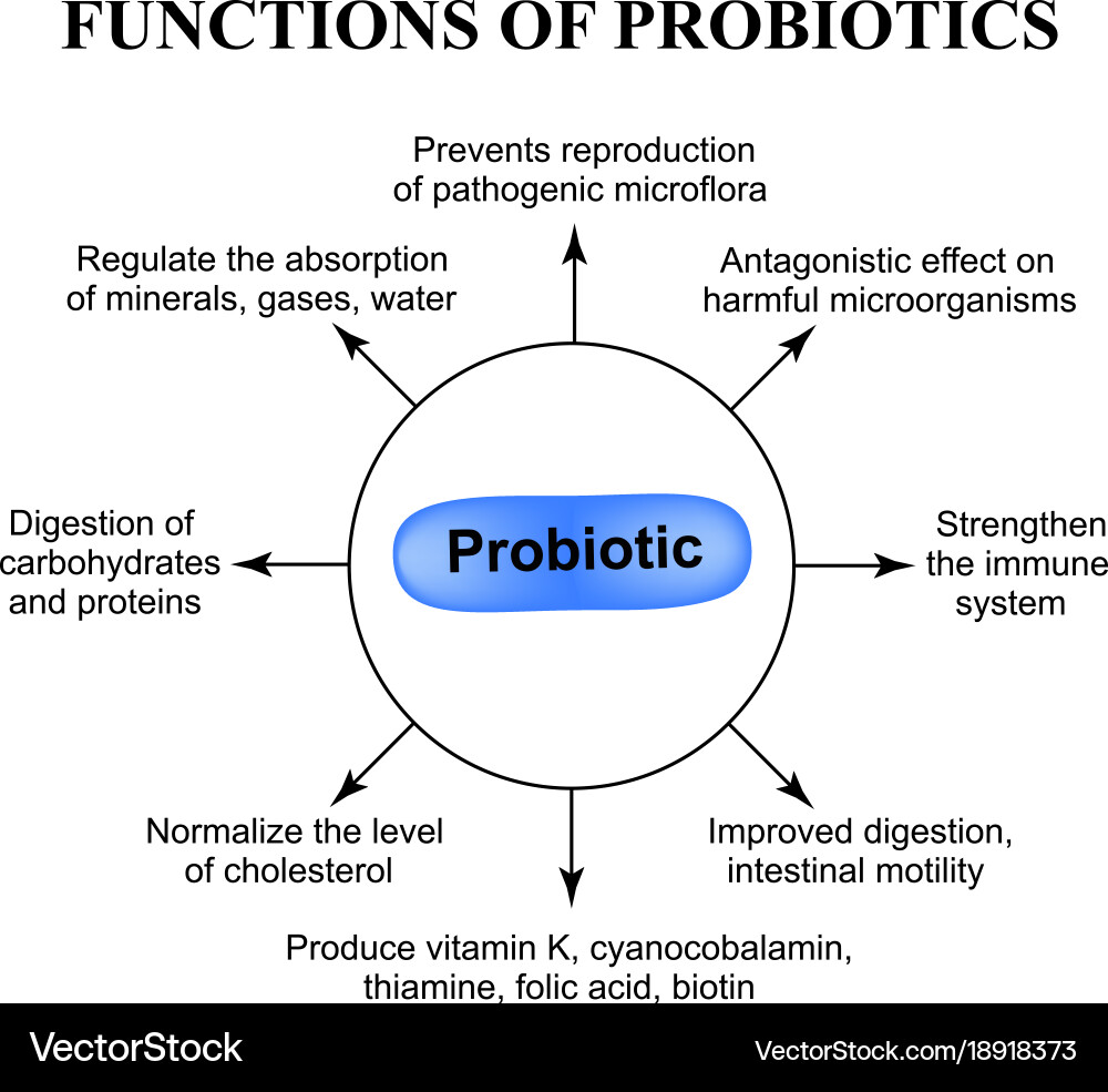 Probiotic Benefits Infographic Royalty Free Vector Image