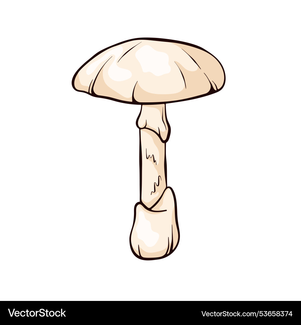 Death cap mushroom with a pale white and stem Vector Image