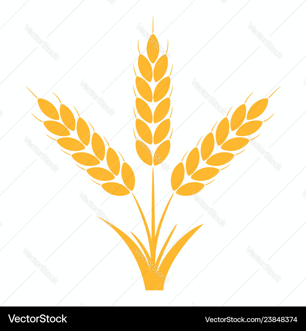 Wheat or rye ears with grains Royalty Free Vector Image