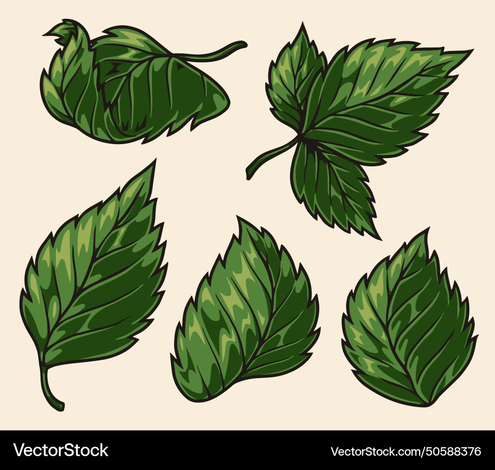 Rose petals set labels colorful Royalty Free Vector Image