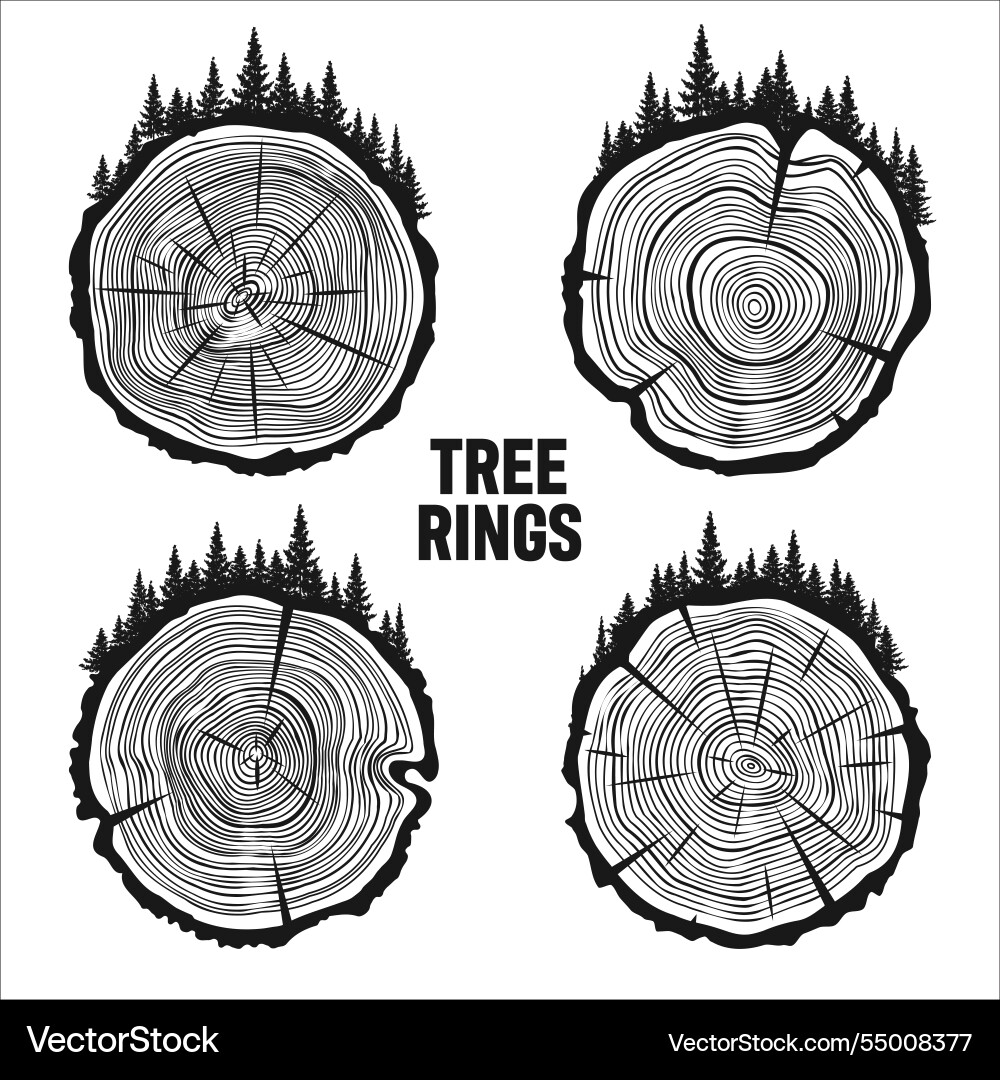 Round tree trunk cuts with trees and forest sawn Vector Image