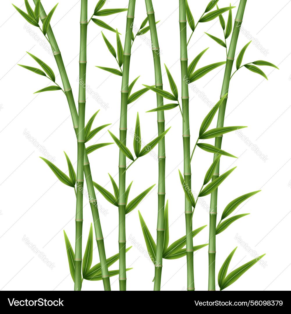 Bamboo stems branches and leaves tropical Vector Image