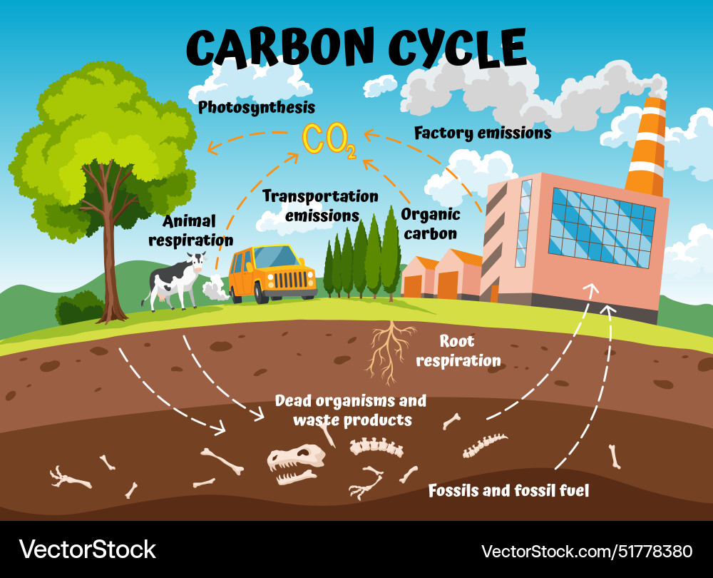 Carbon cycle part of the biogeochemical Royalty Free Vector