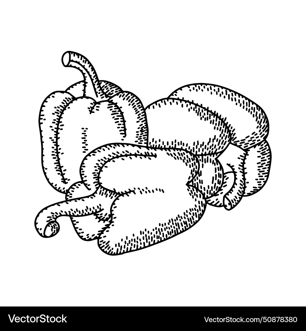 Retro engraved drawing of group peppers Royalty Free Vector