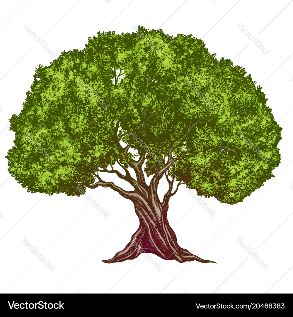 Olive Tree Sketch Royalty Free Vector Image - VectorStock