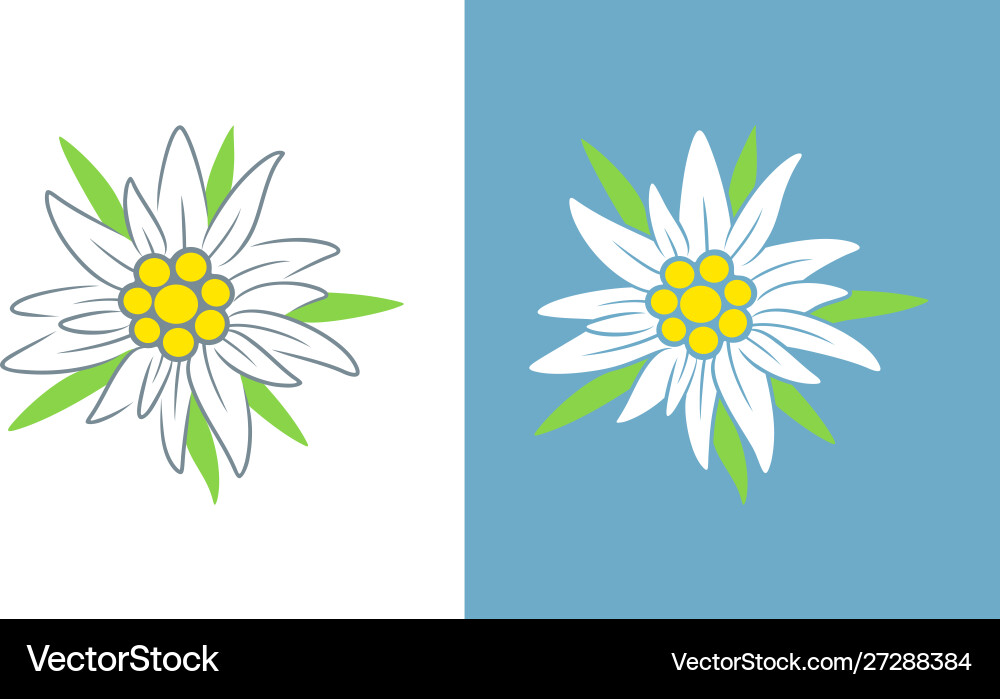 Edelweiss Royalty Free Vector Image - VectorStock