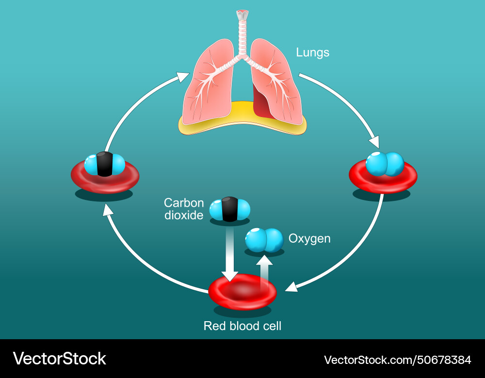 Gas exchange in humans lung breathing Royalty Free Vector