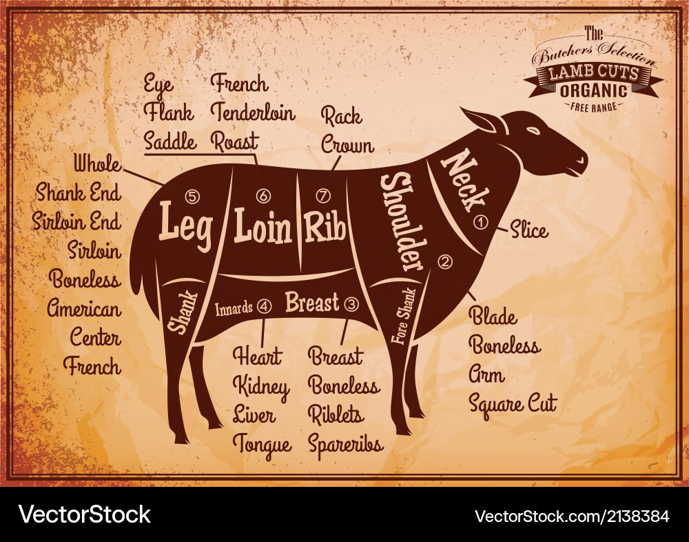 Lamb Cutting Diagram - Anatomy & Cuts Vector Image