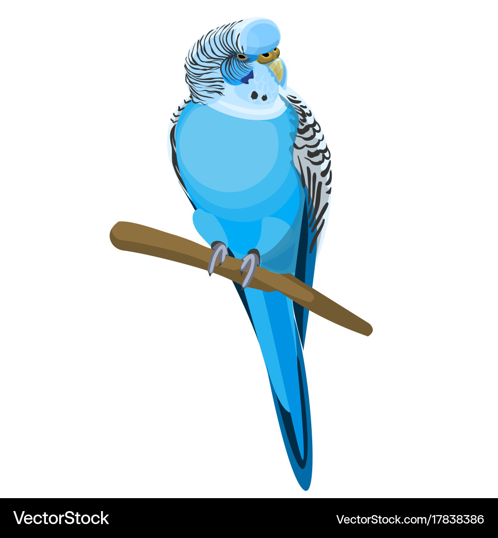 Budgerigar common or shell parakeet informally Vector Image