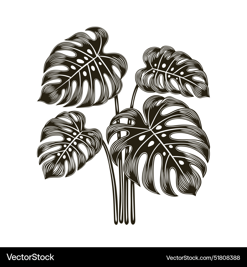 Monstera leaf line art Royalty Free Vector Image