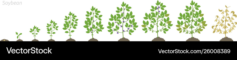 Growth stages soybean plant soya bean phases Vector Image